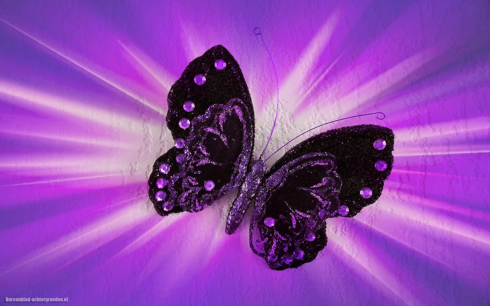 Zwart paarse namaak vlinder aan de muur