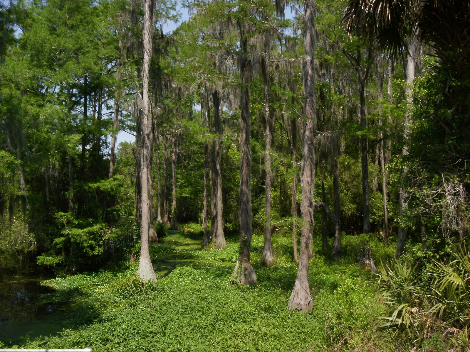 Looking Toward Portugal . . . .: Cracker Chidlings: Dispatches from the ...