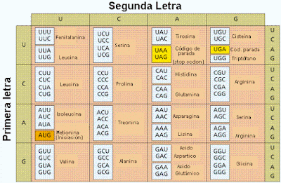 La Base Molecular De La Herencia: diciembre 2016