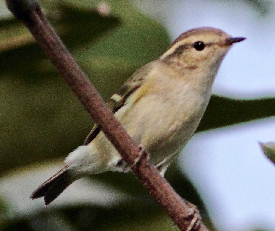 MOUNT ABU BIRDS MY PERSONAL COLLECTION: Greenish Leaf-Warbler Birds of ...