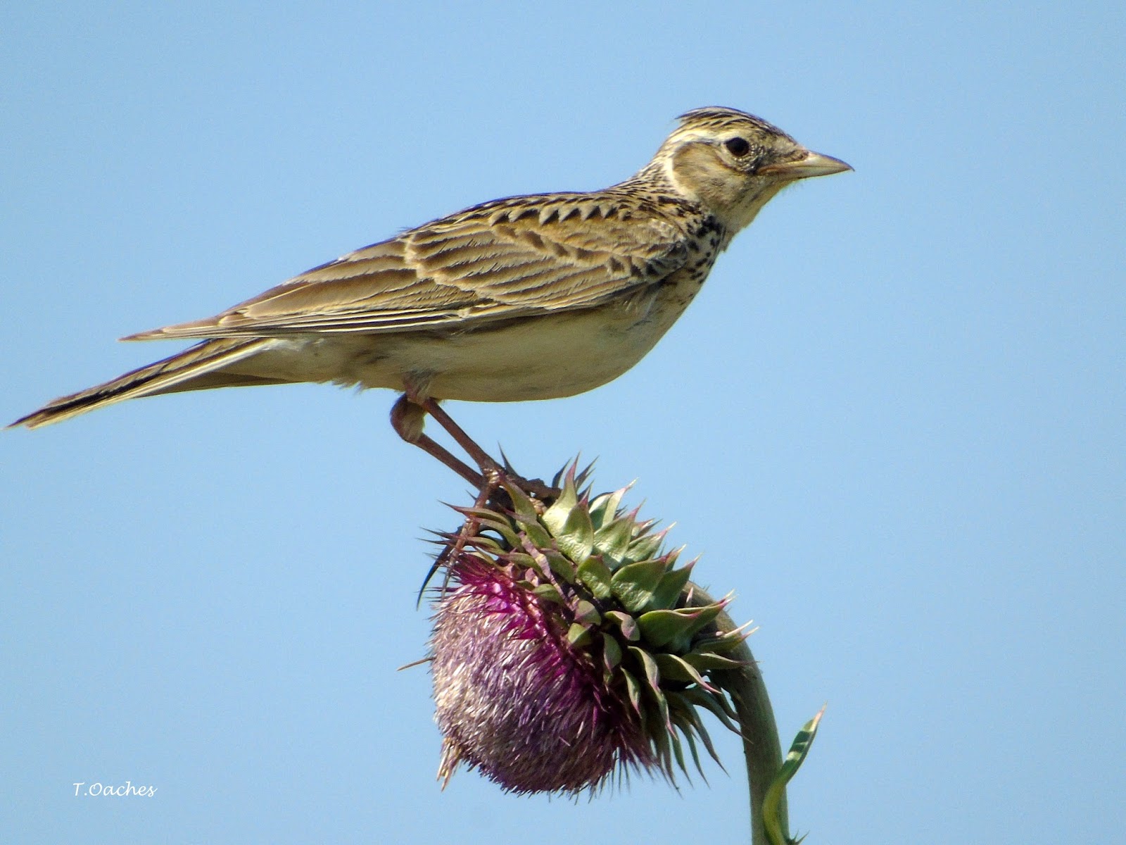 PASARI DIN ROMANIA: CIOCARLIA DE CAMP, Alauda arvensis
