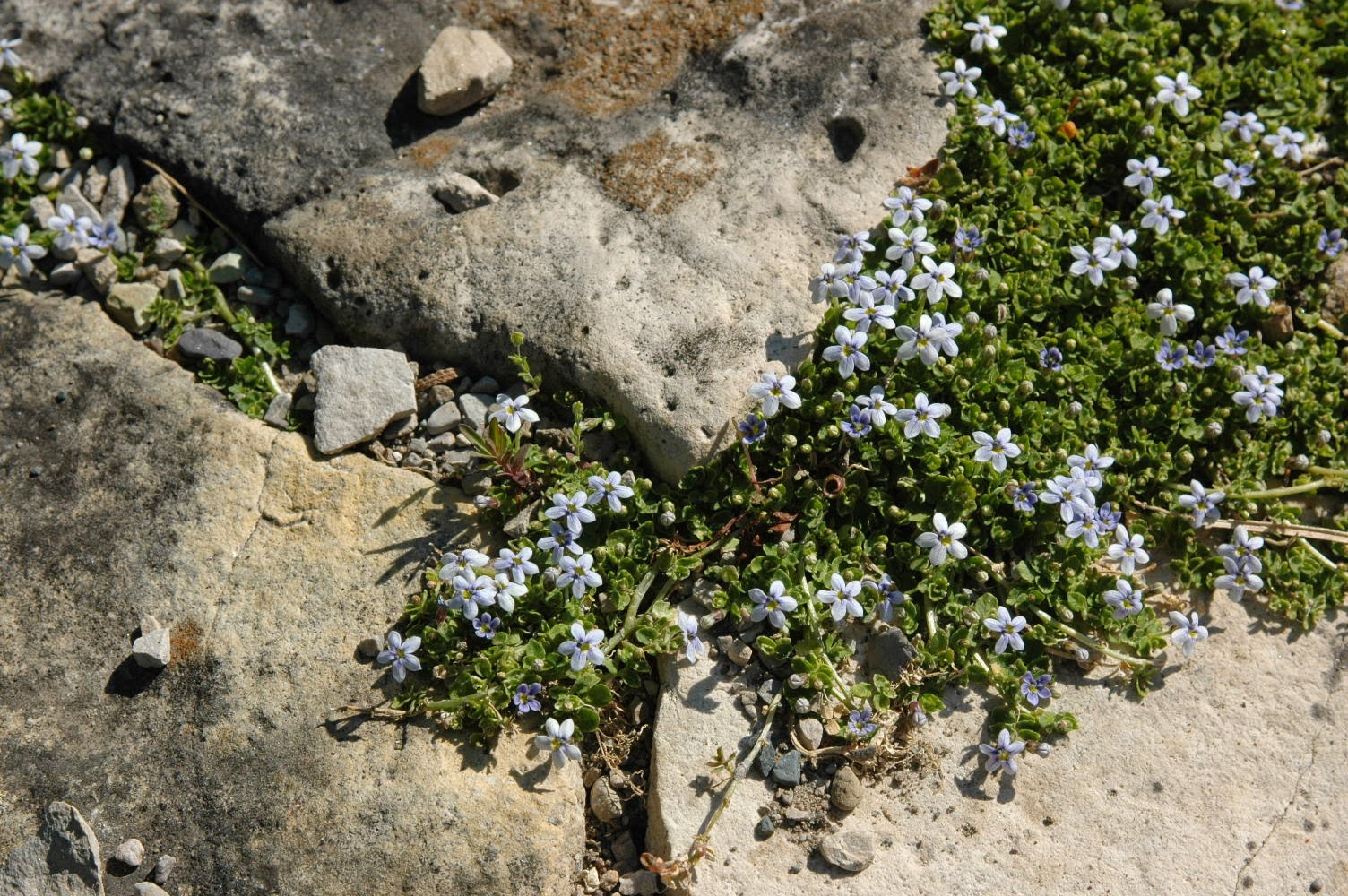 Roche Fleurie Garden: Reluctant invaders