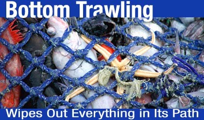 Killing the Ocean: Trawling the Ocean Floor
