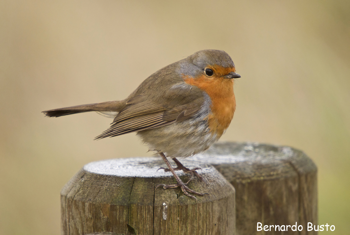 RÍA DE LA VILLA: Petirrojo