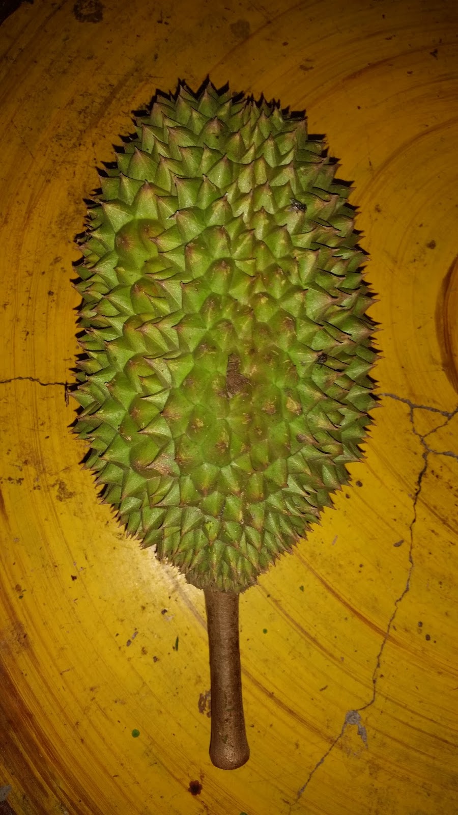 Warisan Petani: Durian Tembaga.