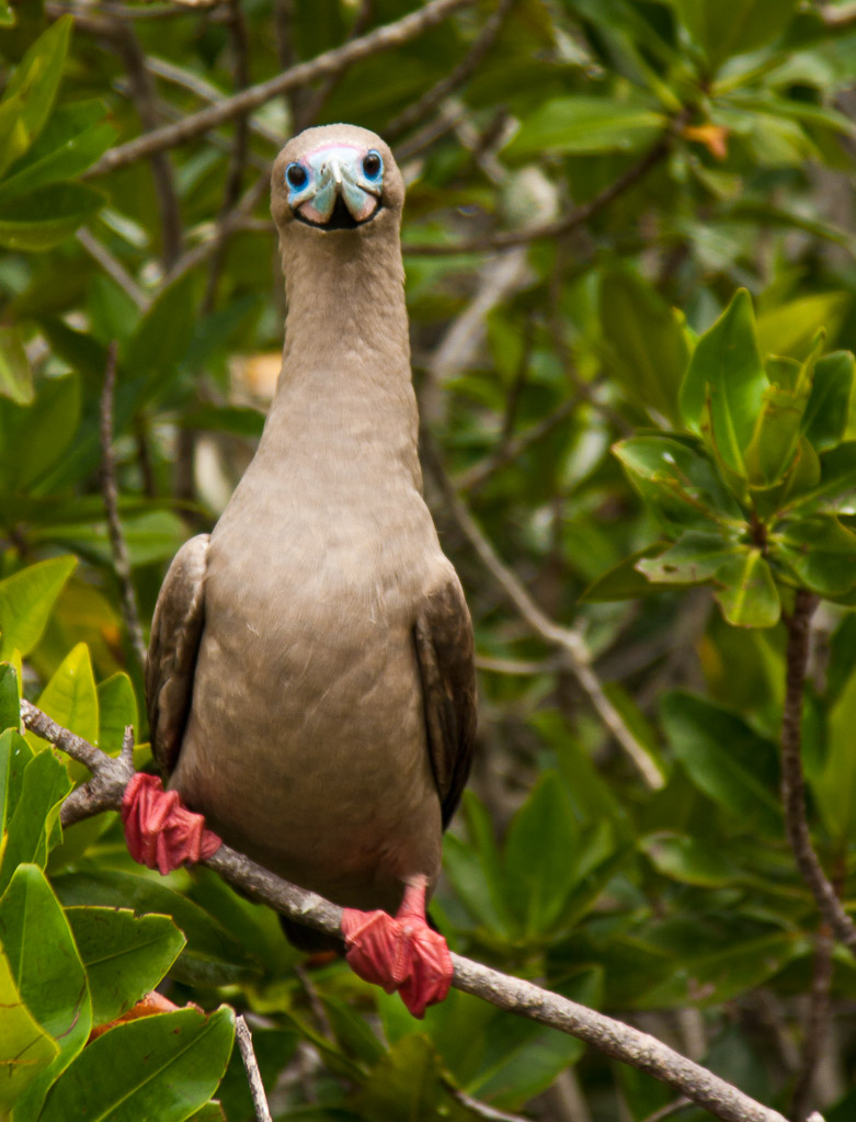 RED FOOTED BOOBY photos - wallpapers | the fun bank
