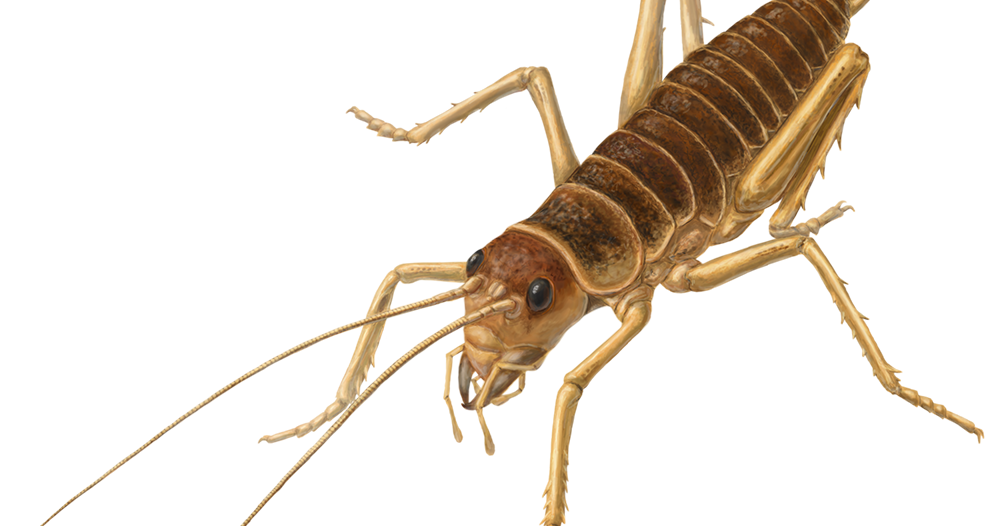 The Beret Project: Weta