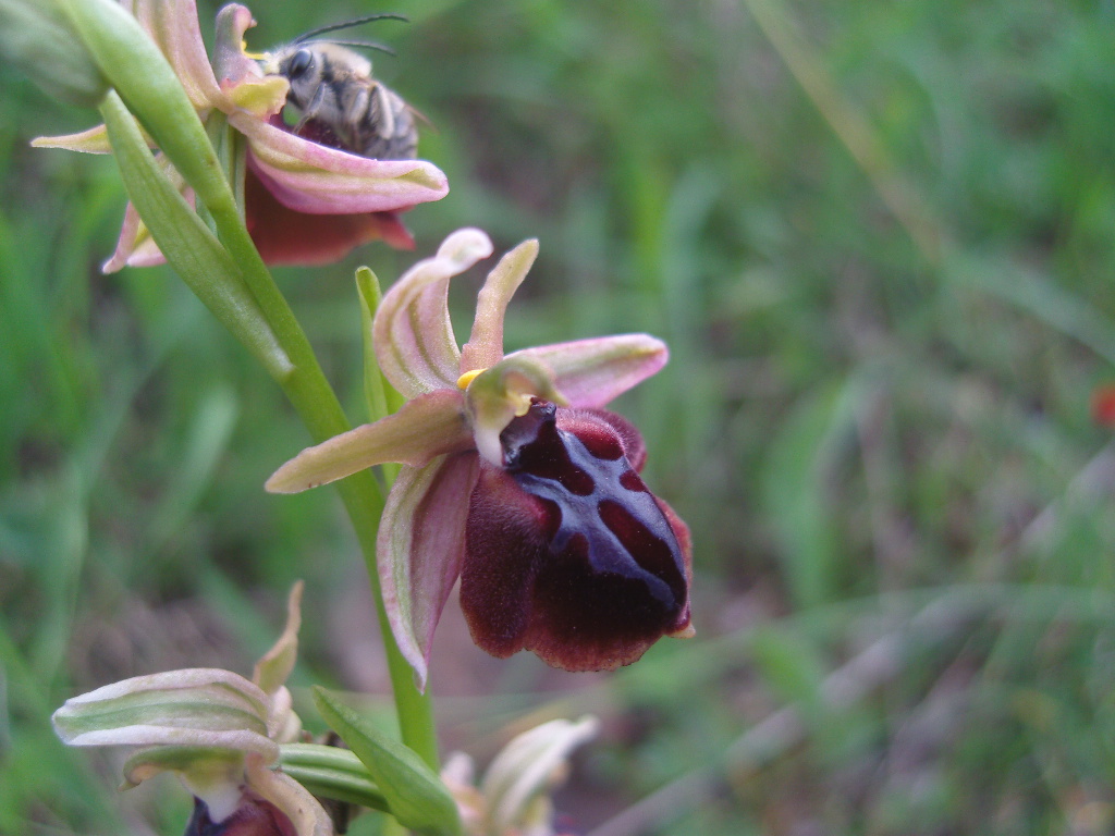 Lisi's Nature Pix: pseudocopulation of Ophrys spruneri