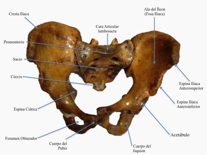 FCM-UNAH Anatomía Macroscópica: Sistema Óseo de la Pelvis