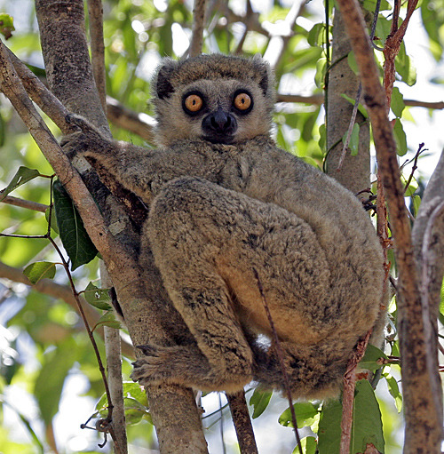 Mundo Animal: abril 2018