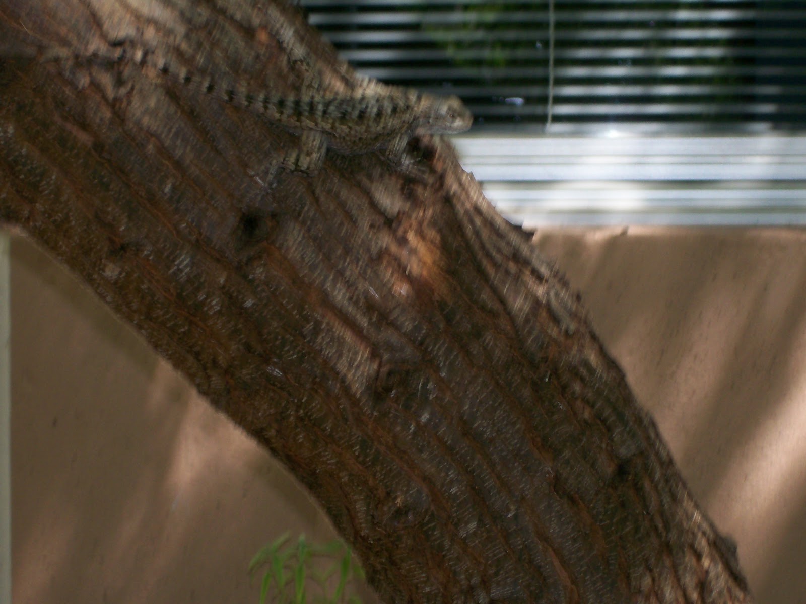 In Small Gardens: First Week of Classes: Chicken, Lizards and POO!