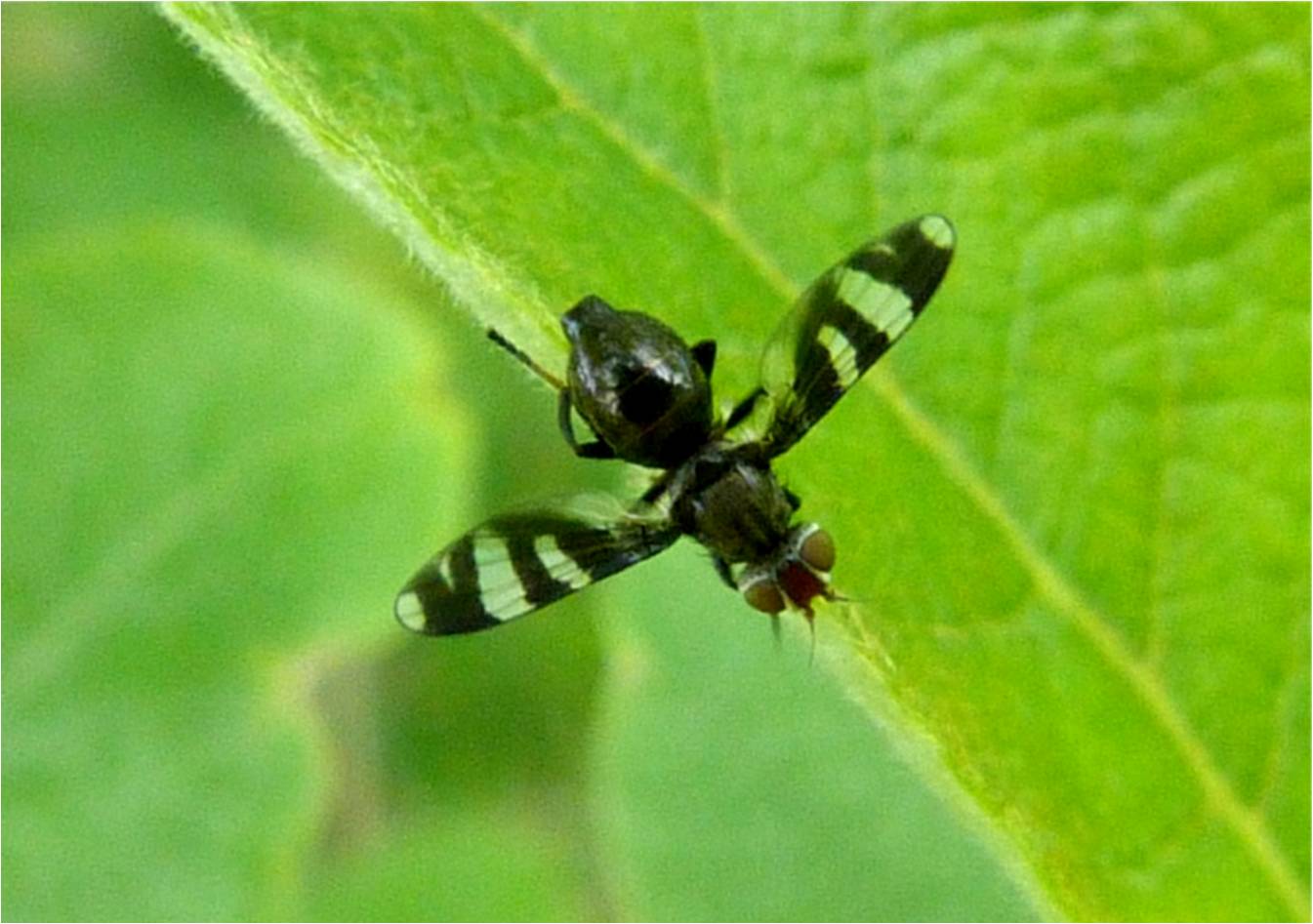 Insects of Scotland: Other Flies/Picture-wing Flies