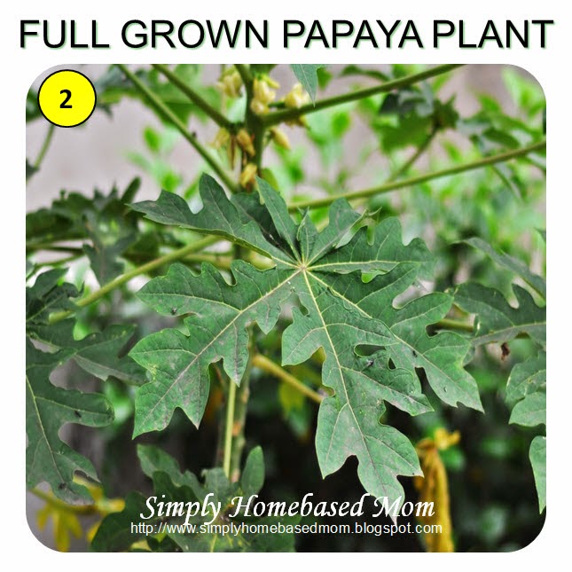 Simply Homebased Mom - The Practical Filipina: The Papaya (Papaw or ...