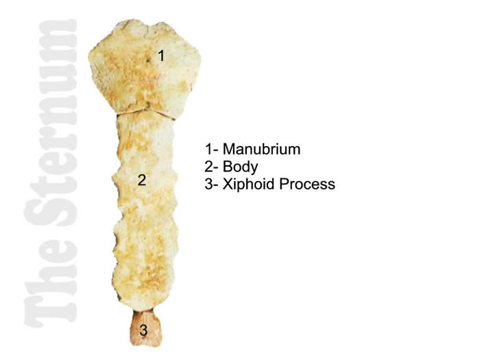 Arhtologi dan Osteologi Dasar - Fadhila Alizza