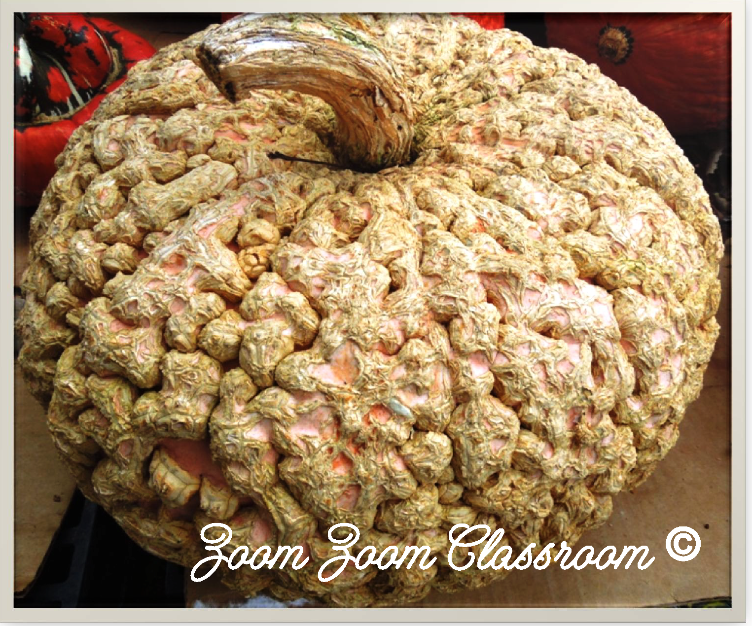 Lessons by Molly: A Trip to the Pumpkin Patch Harvests Learning ...