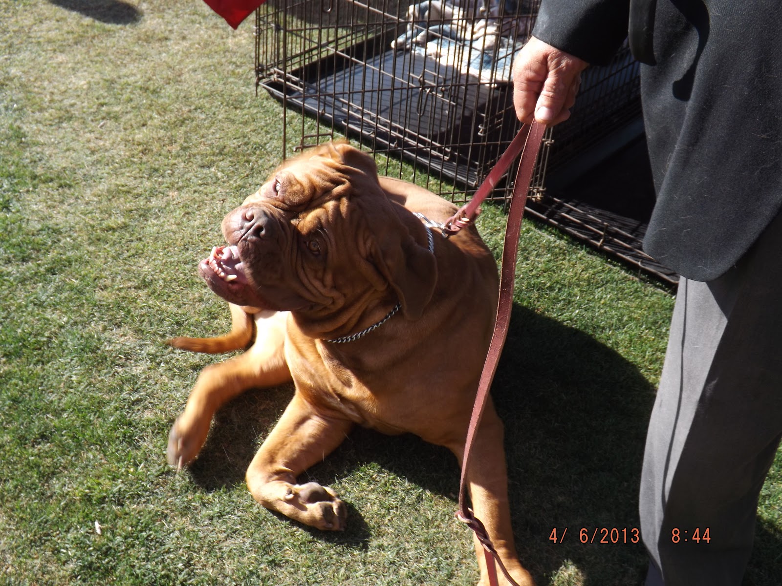 Up to Speed: Kachina Kennel Dog Show Sprin 2013