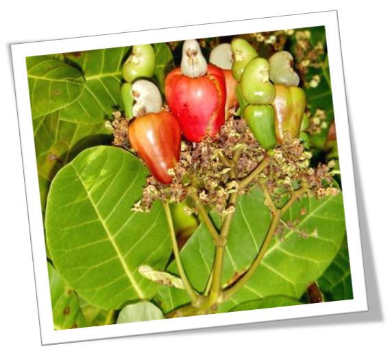 El Libro de Apuntes.: Arepas al Caujil.