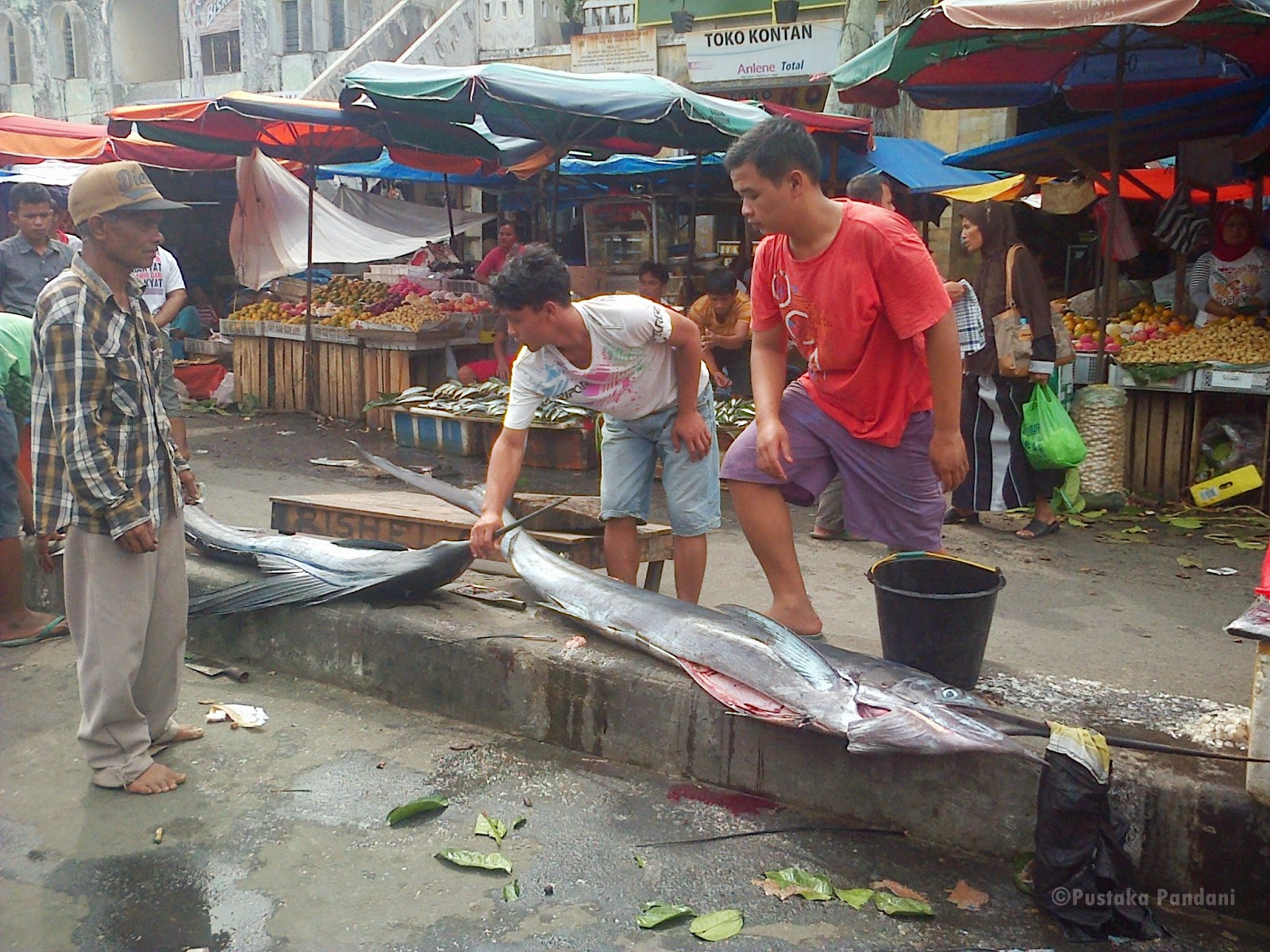 Sailfish (Ikan layaran), Icon Bahari Laut Pariaman | Pustaka Pandani