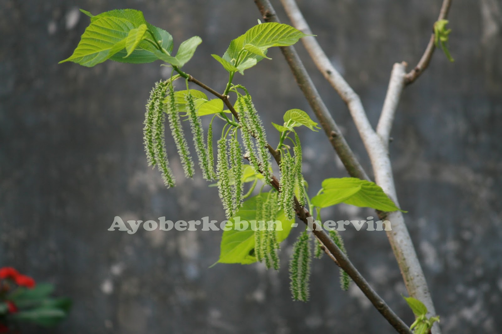 Ayo berkebun: Long Murbei