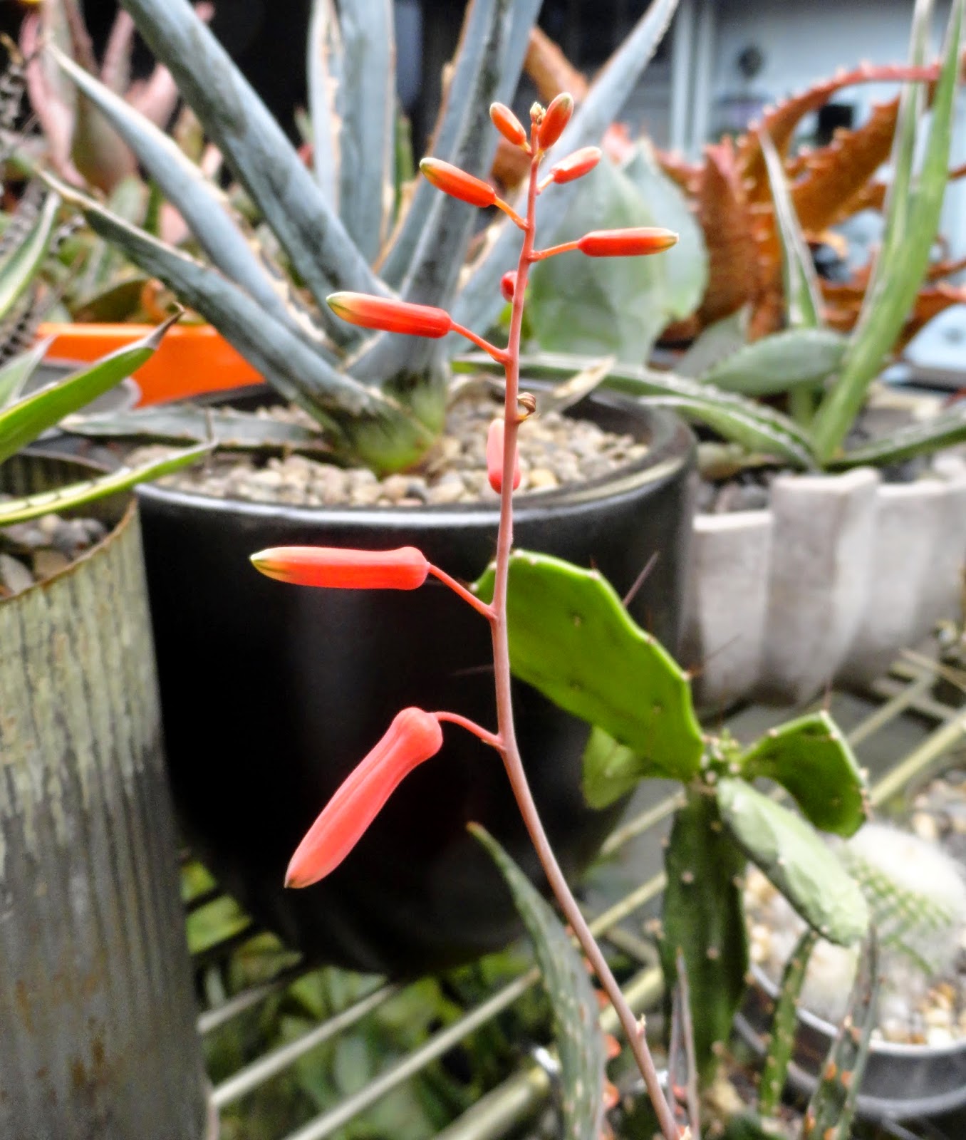 danger garden: April Bloomday, 2015