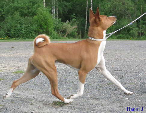 Perrada Unican Basenjit: Basenjin pentuja talvella 2013