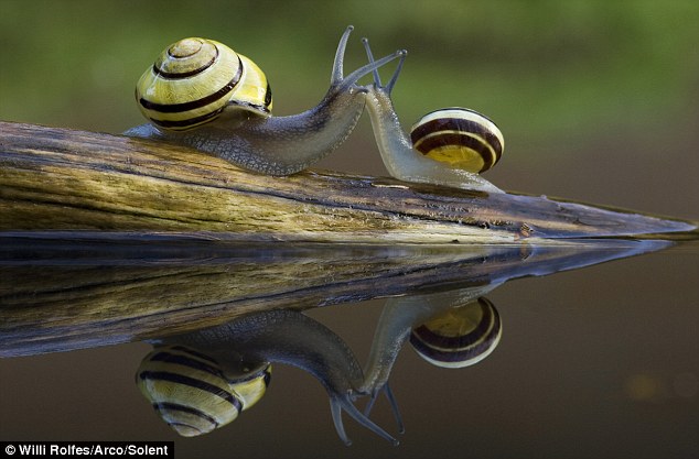 Talktokemi (TtK) : Amazing Pictures of Two Snails Kissing