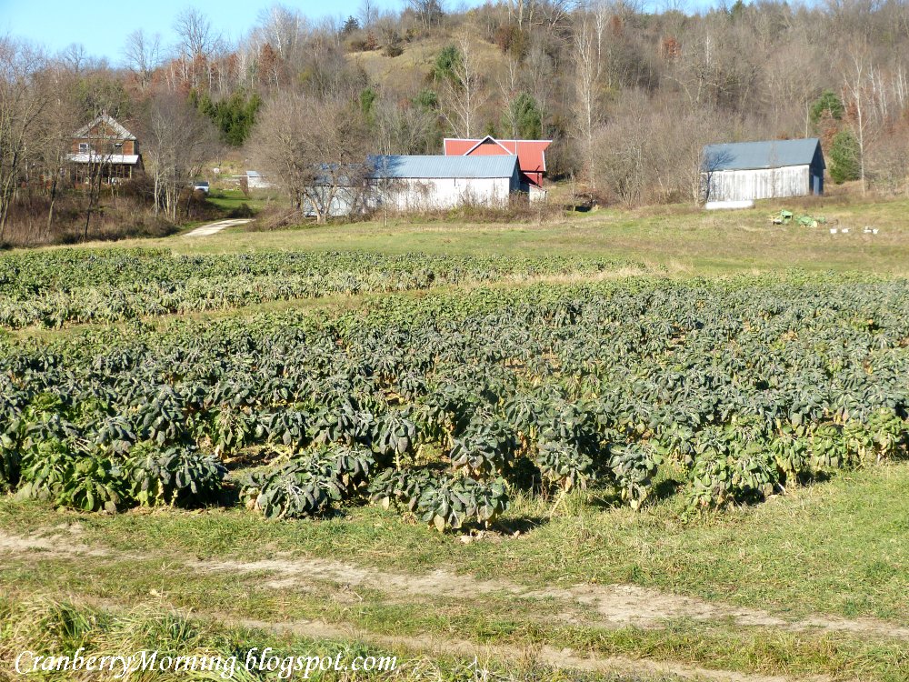 Cranberry Morning: Amish Photos and Hodgepodging the Generation Gap