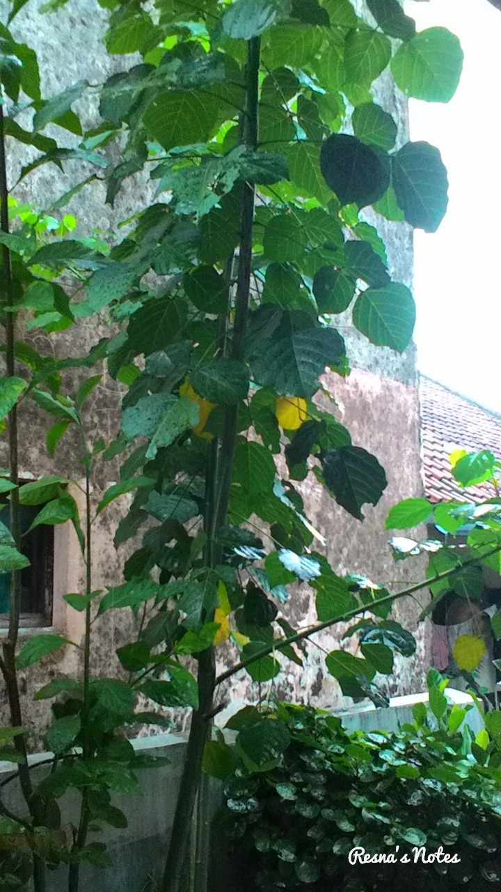 Resna Notes: DAUN DADAP 'KOMPRES' PENURUN DEMAM TRADISIONAL