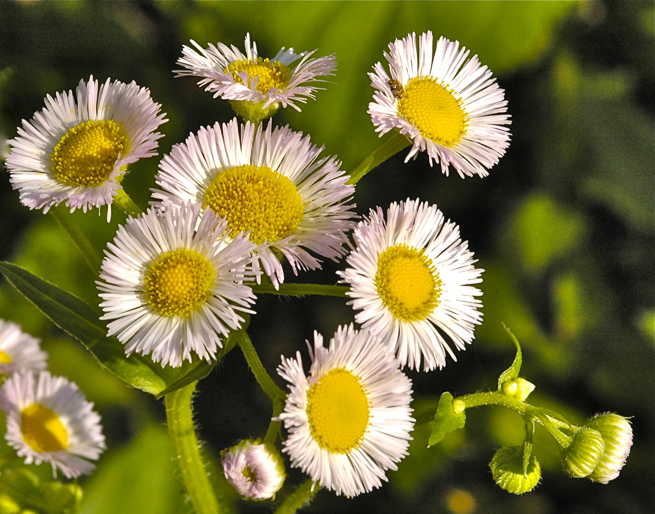 Riverdaze…: COMMON BEAUTY