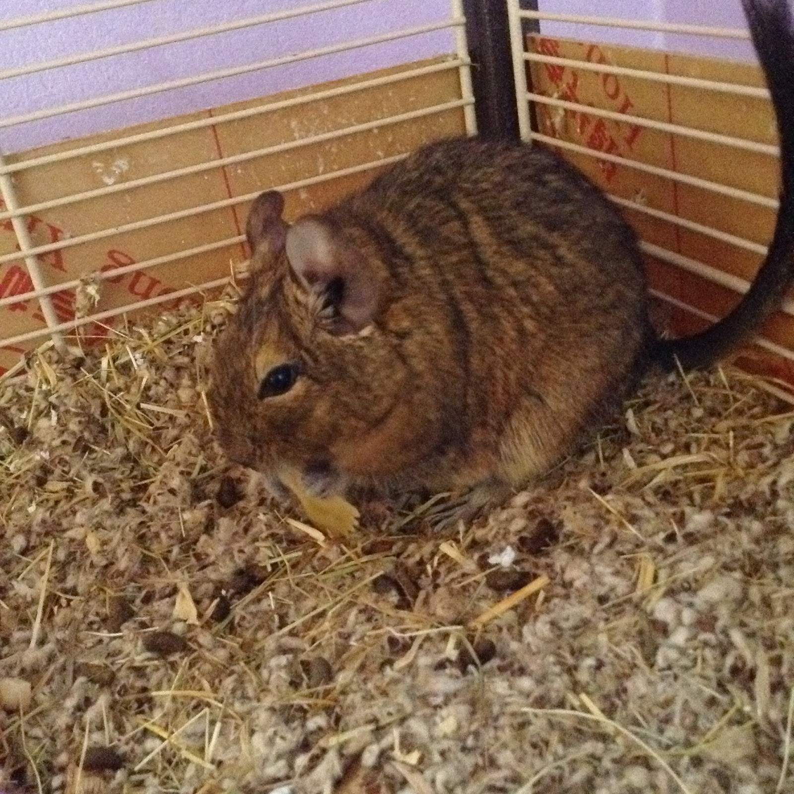 Degu Chatter: What to Feed Degus
