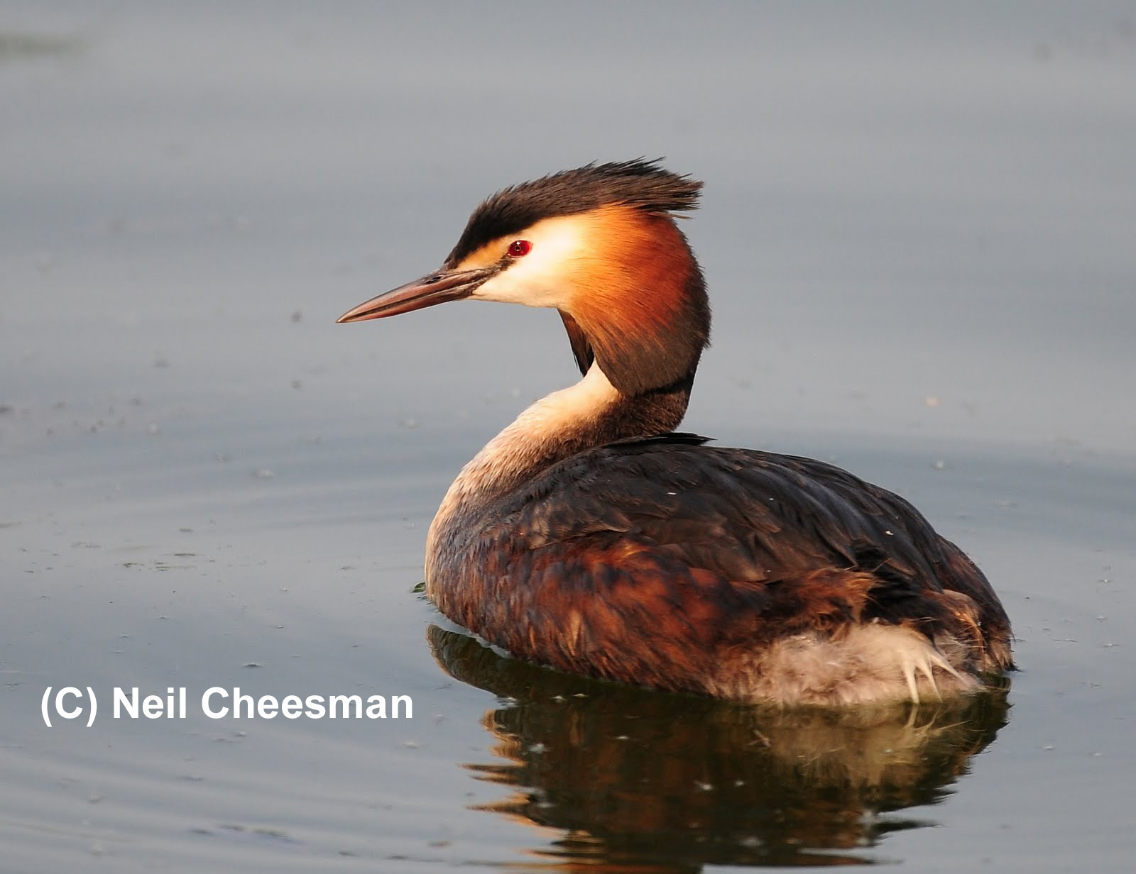 British Wildlife Photography: Great Crested Grebe