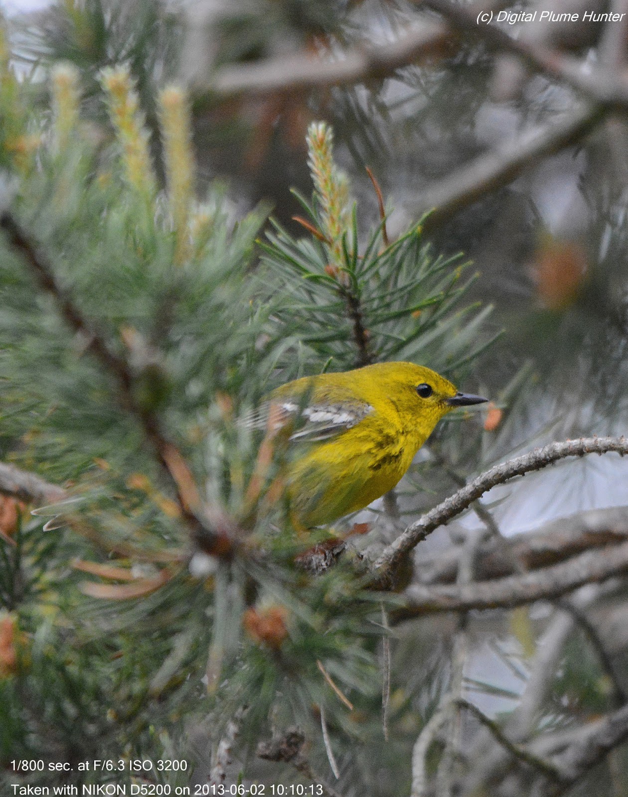 Hunting Digital Plumes in the US and Beyond: Indigo Bunting, Blue ...