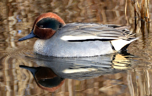 Jaumenatura: Cerceta común