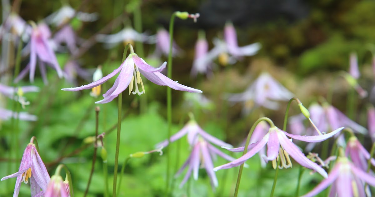CA Native Garden: Flowers in Fog