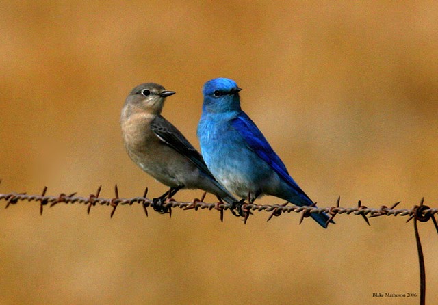 Real Monstrosities: The Blues