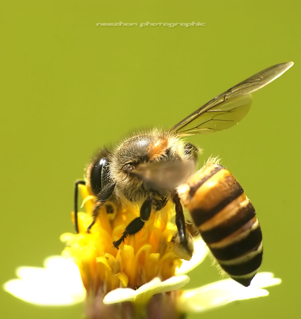 Fakta Unik Tentang Lebah Madu | Saurs Land