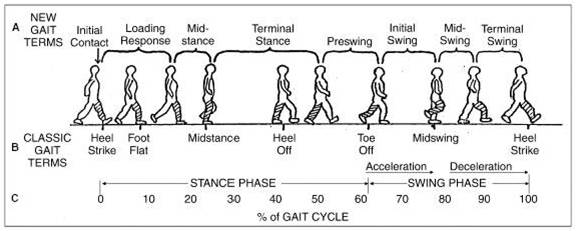 GAIT ANALYSIS AFTER THR - DNB Orthopaedics MS Orthopedics MRCS Exam ...