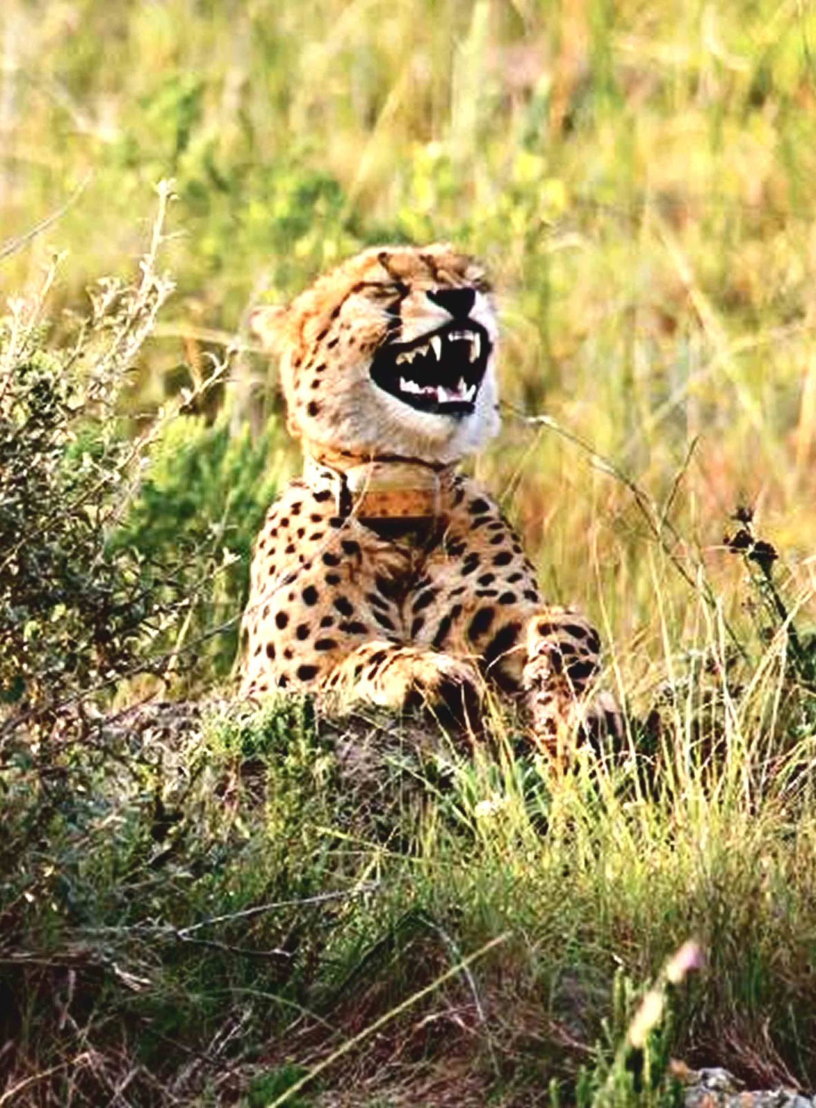 Wiki World: Leopard Smiles to Hide