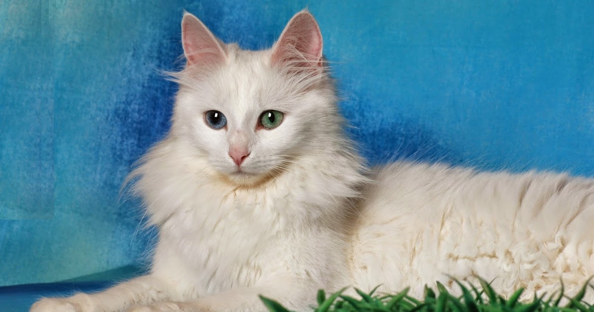 MIAUUUUUU!!!!: ANGORA TURCO