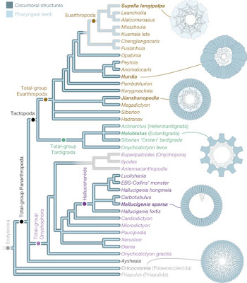 PALAEOBLOG: Hallucigenia’s Head