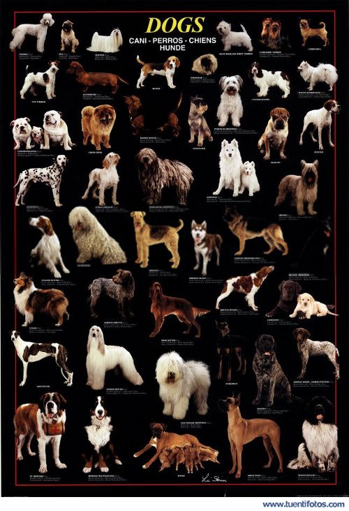 Animales Caninos: Razas de perros