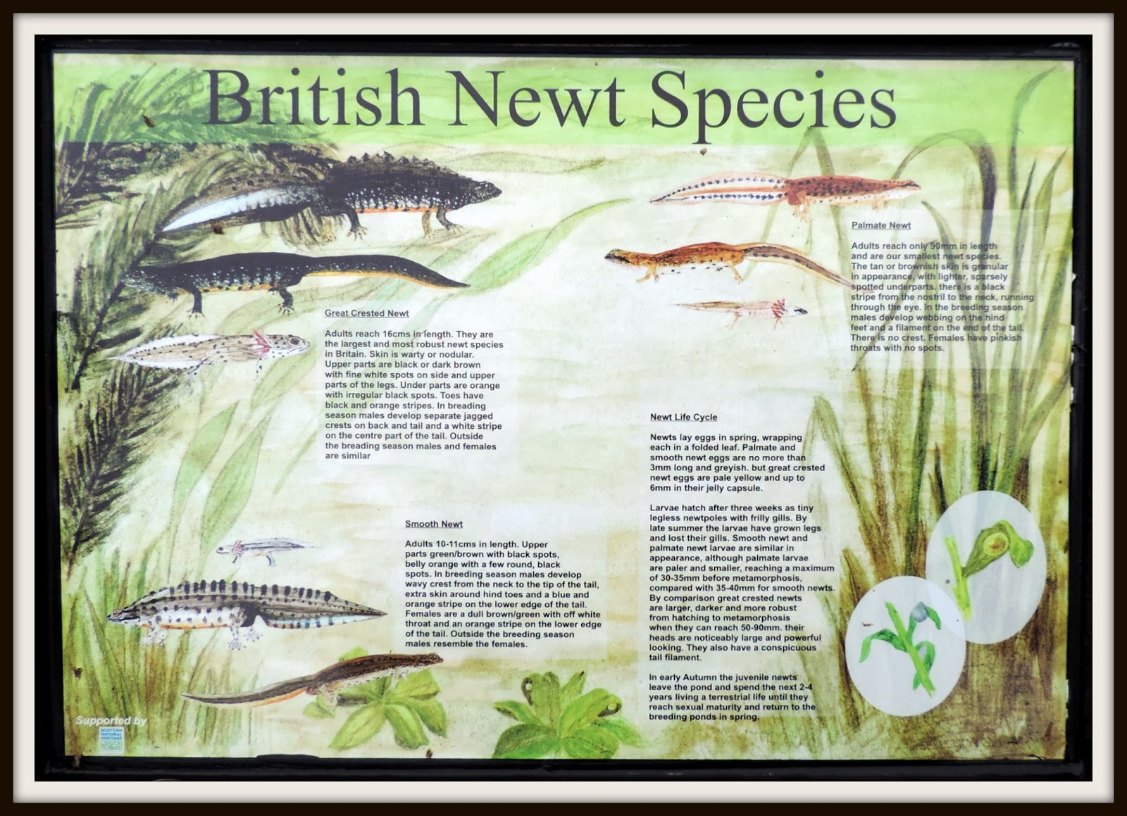 The Glebe Blog: Wigtownshire Ramblers Stoneykirk Circular August 2013