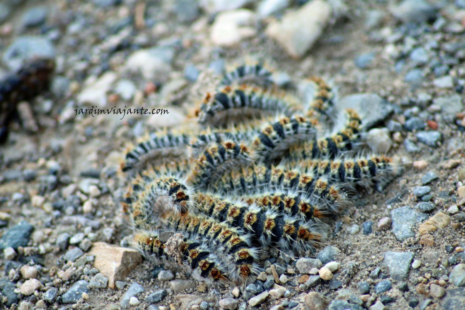 A Sós Com Deus: A Lagarta Processionária