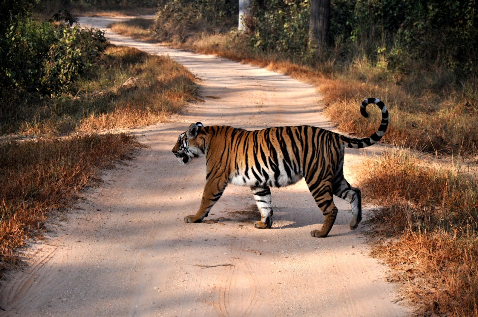 Tiger crossing road - KNP #5