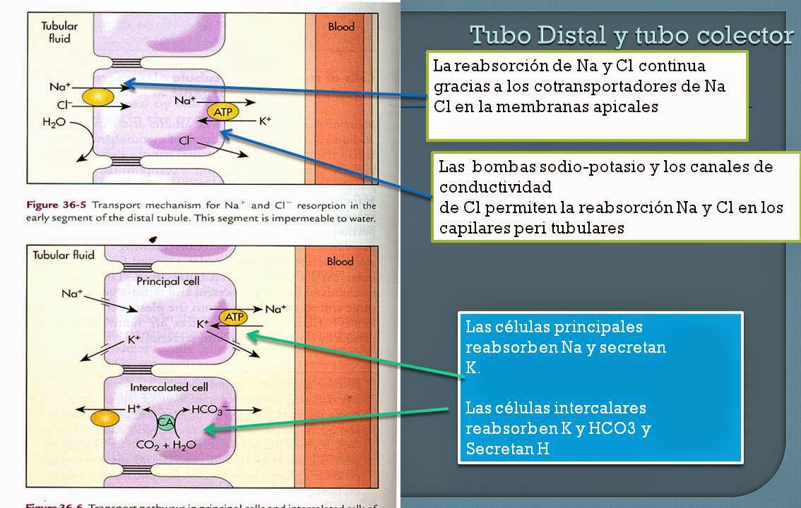 El Blog De Fisiología Medica de Jesus Ramon Sosa Chombo: Tubulo ...