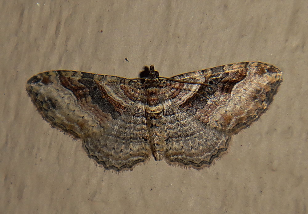 Moths of Cape May County