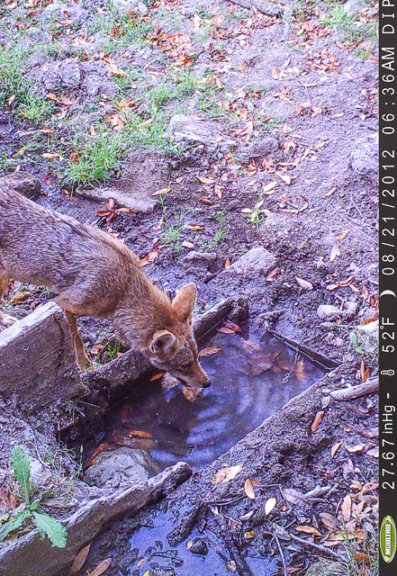 Dipper Ranch: Water for the Trickster