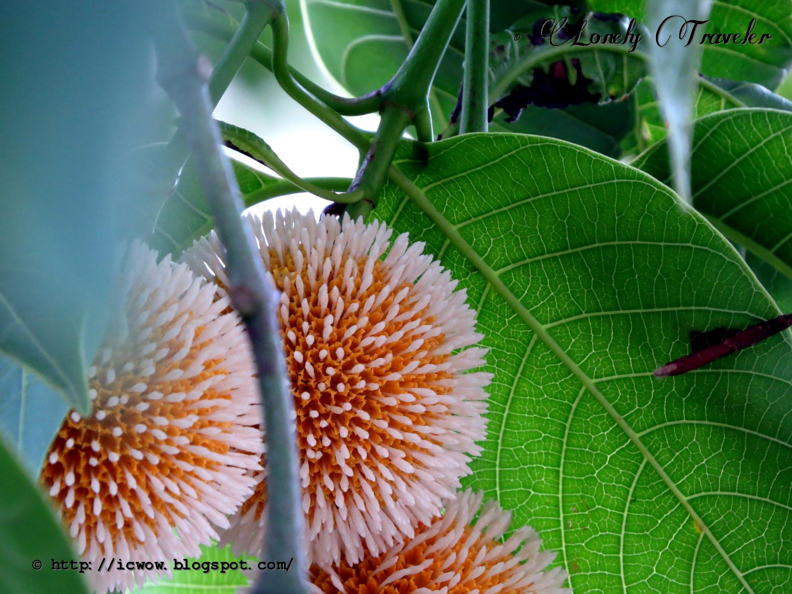 Kadam (কদম ফুল) - Neolamarckia cadamba