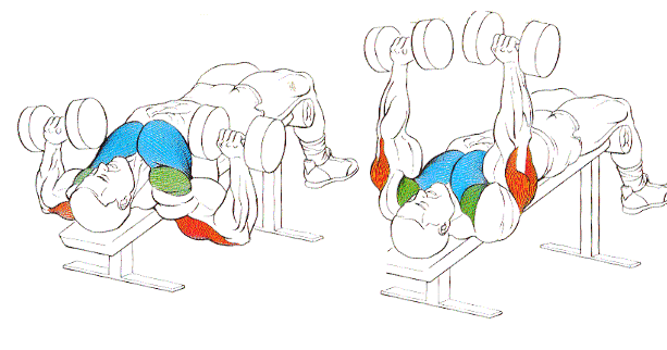 Press banca declinado con mancuernas - MIGUELWORKFIT