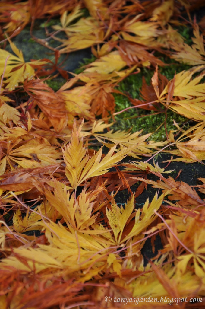 MySecretGarden: Japanese Maples. Picture Gallery